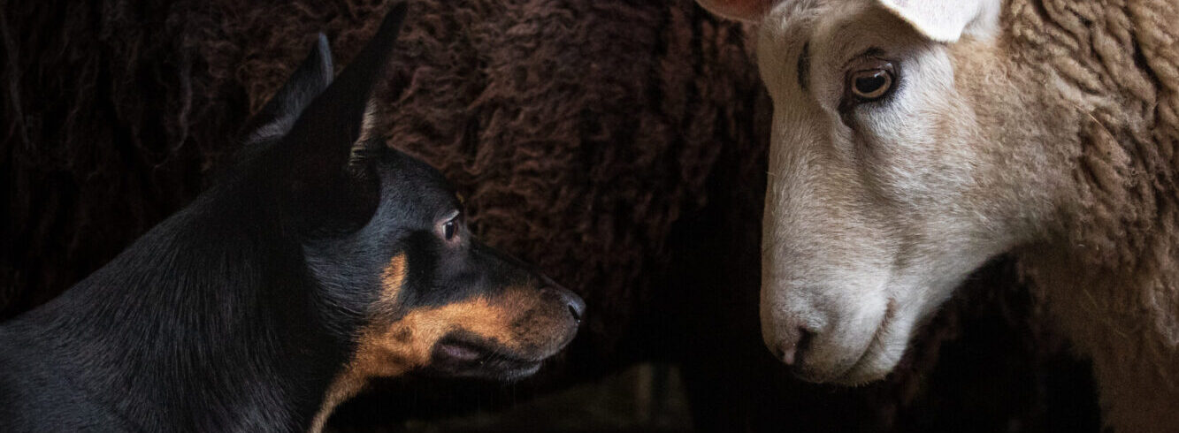 x-dogs – Simone Friedrich